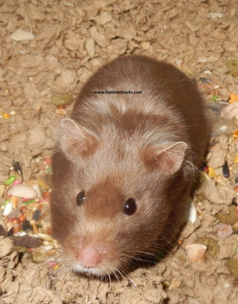 Syrian Hamster Genetics - Hamster Tracks